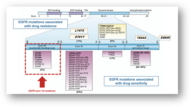 慧渡讯息｜中国首款EGFR 20 ins靶向药获批及EGFR罕见突变靶向药进展 – 慧渡医疗 | 精准医学的未来