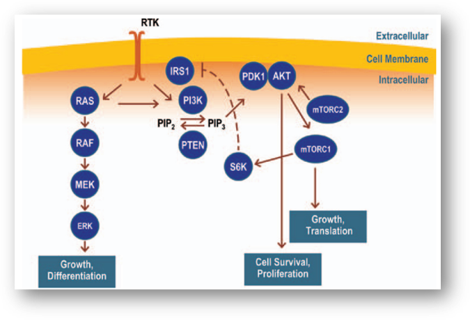 慧渡讯息｜实体瘤中PIK3CA基因靶向治疗研究进展 – 慧渡医疗 | 精准医学的未来
