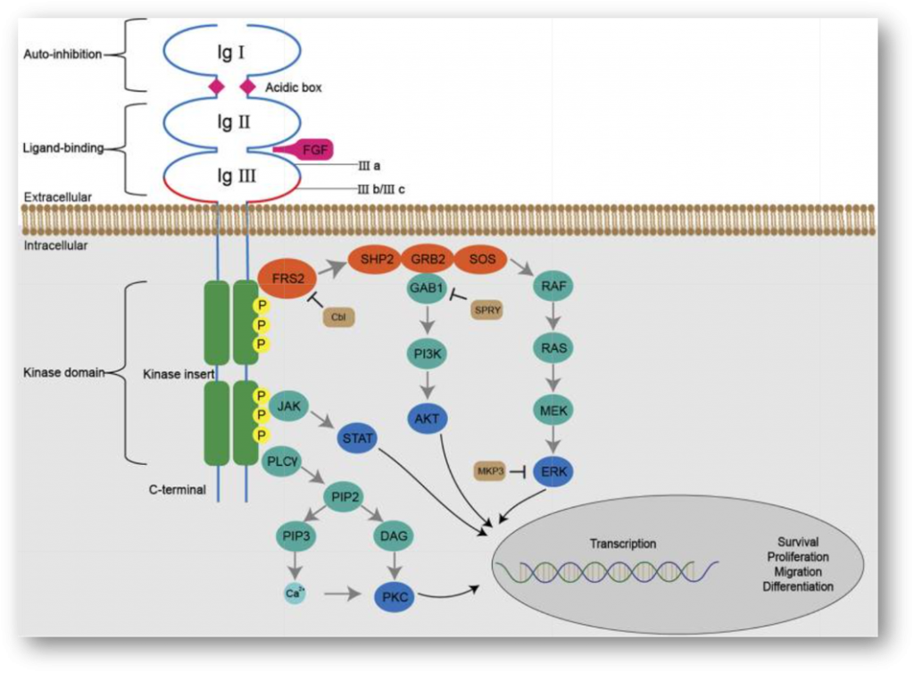 慧渡资讯｜液态活检助力FGFR靶向药物开发、全球临床试验和CDx开发 – 慧渡医疗 | 精准医学的未来